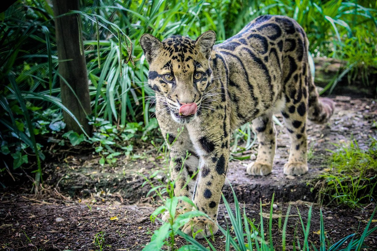 Species Spotlight Clouded Leopard